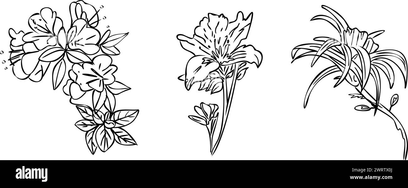 Botanical drawings flowers Stock Vector Images - Alamy