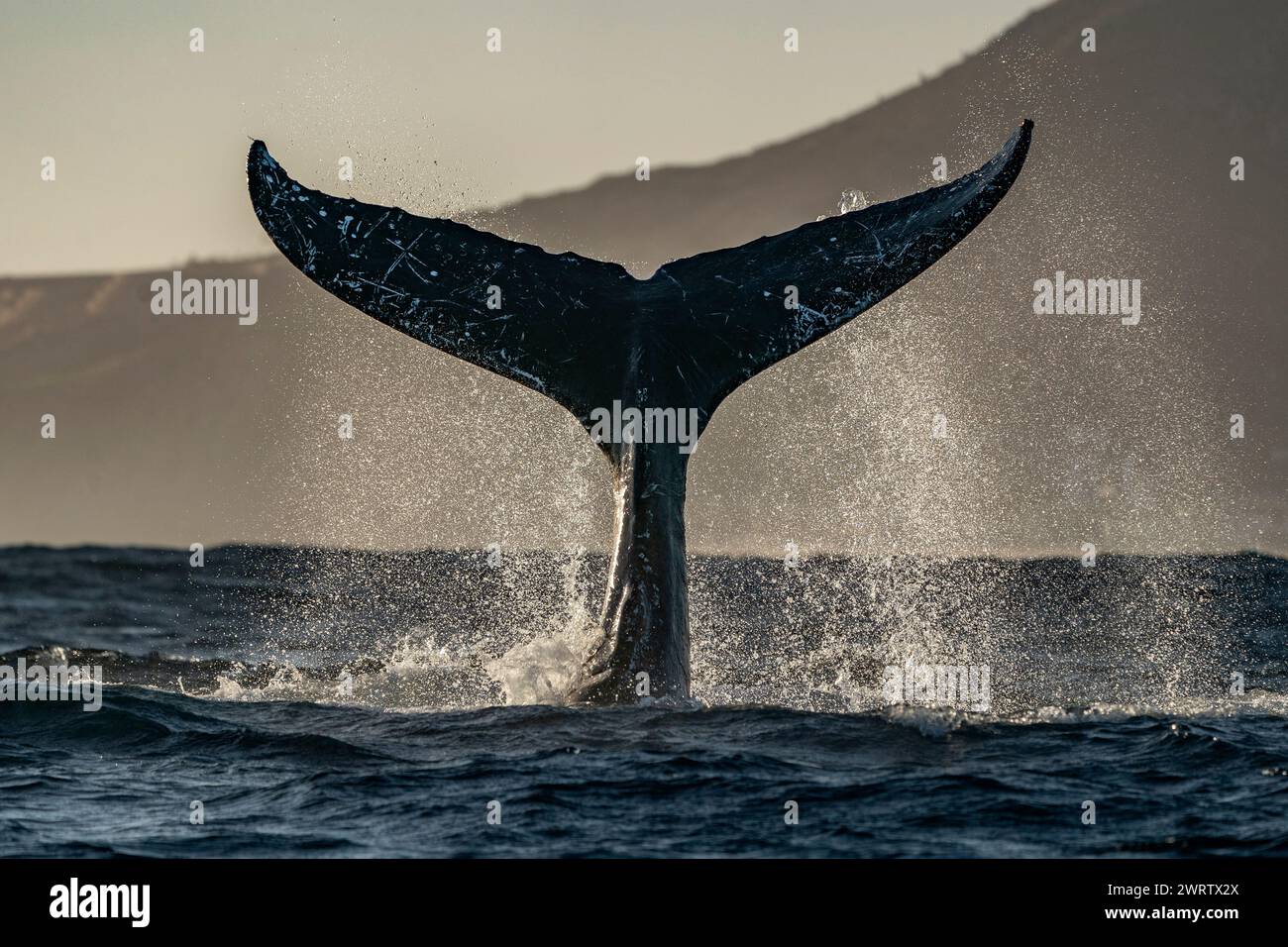 humpback whale tail slapping in cabo san lucas mexico Stock Photo - Alamy