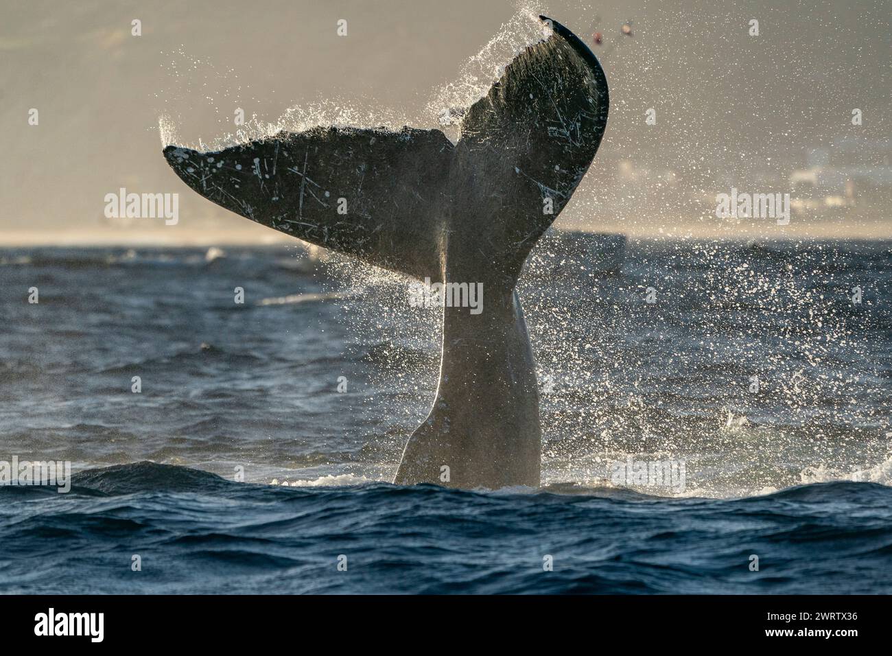 humpback whale tail slapping in cabo san lucas mexico Stock Photo - Alamy