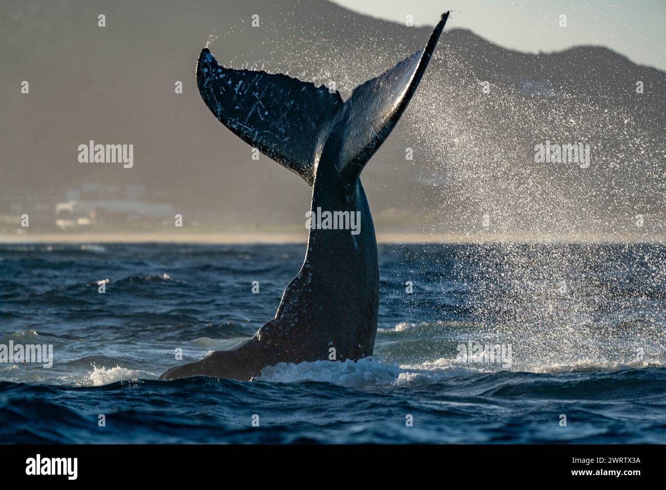 Whales cabo san lucas hi-res stock photography and images - Alamy