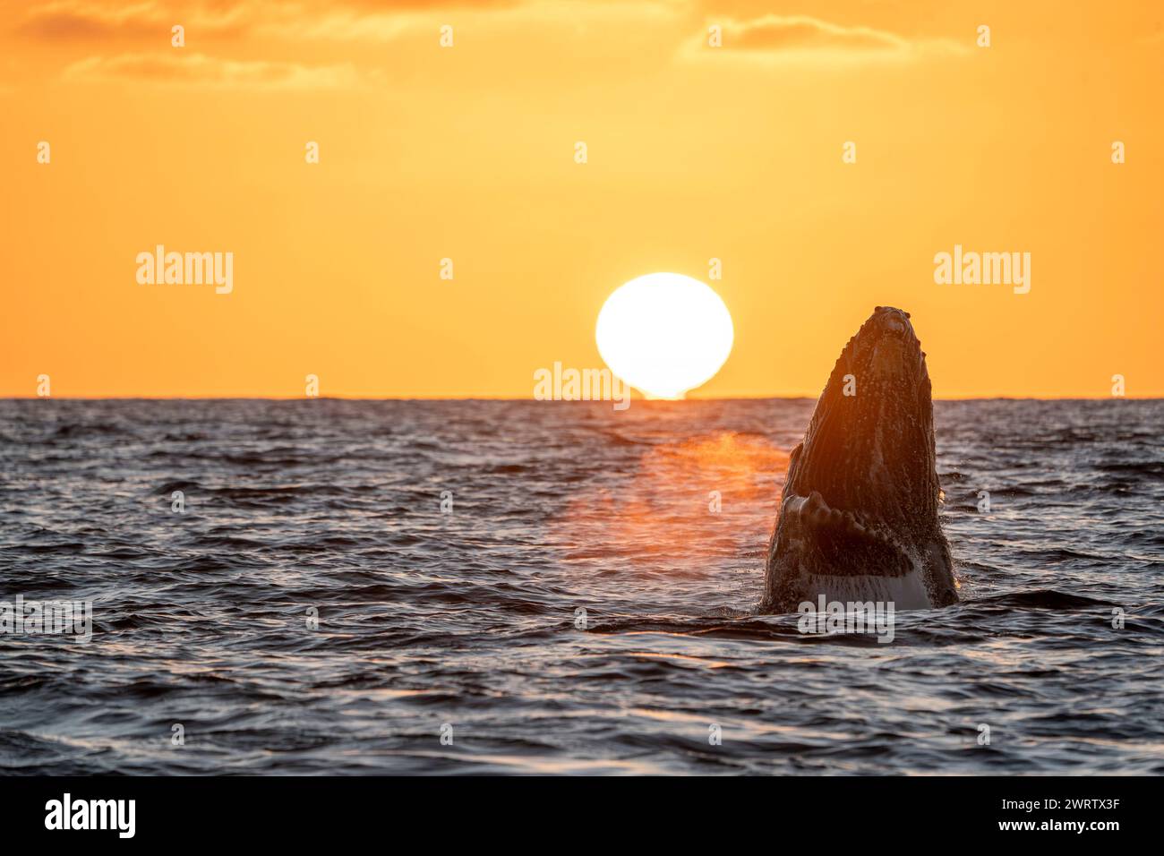 sunset view humpback whale breaching in cabo san lucas pacific ocean ...