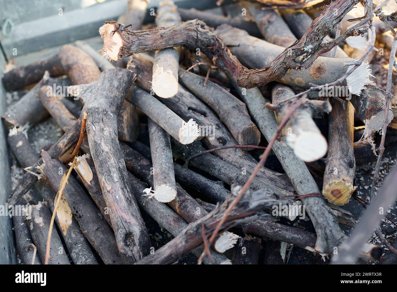 Visible growth rings hi-res stock photography and images - Alamy