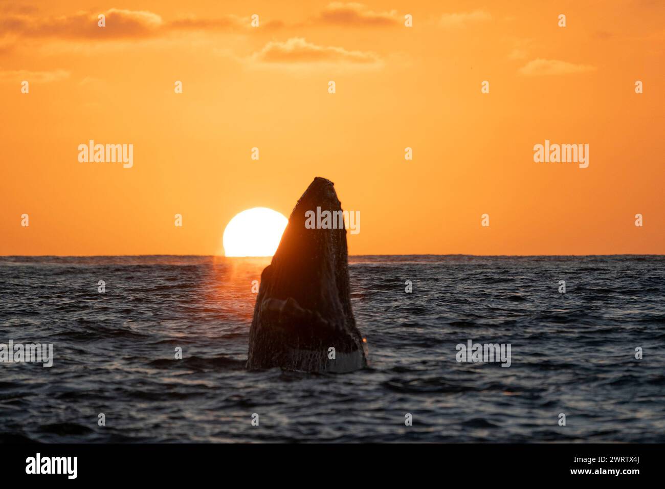 sunset view humpback whale breaching in cabo san lucas pacific ocean ...
