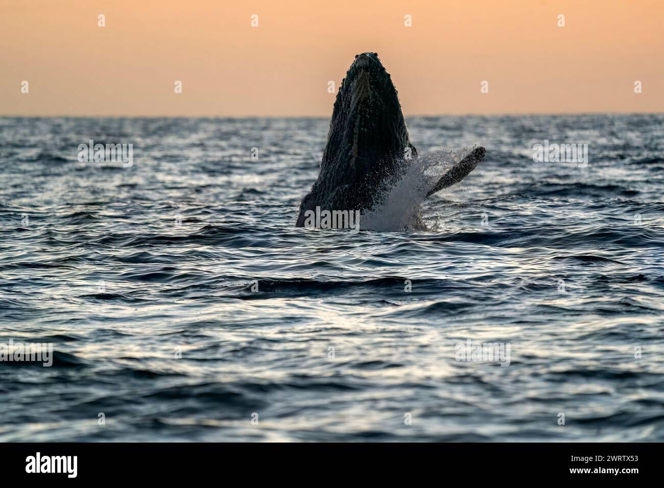 sunset view humpback whale breaching in cabo san lucas pacific ocean ...