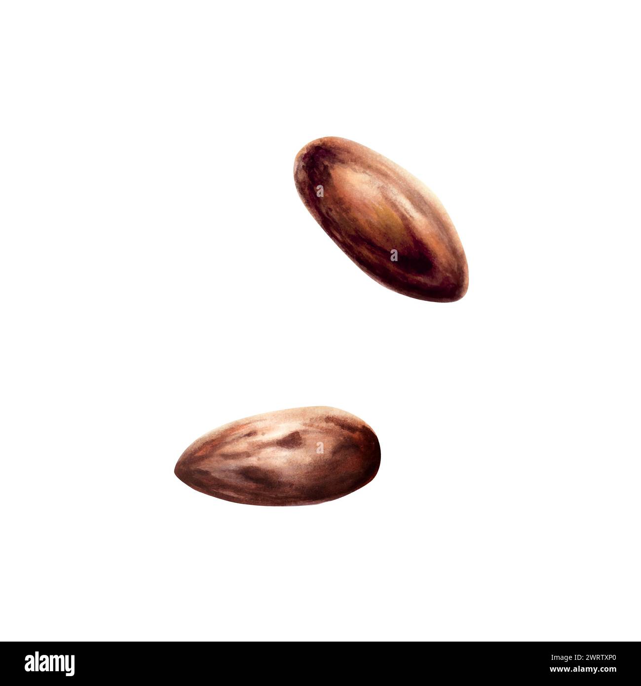 Watercolor dry cocoa beans or almond. Hand drawn burlap sack realistic organic superfood ...