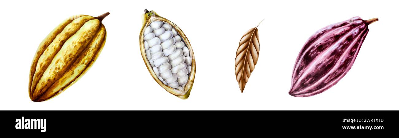 Watercolor Set With Open Cocoa Pod Fruits And Dry Cocoa Leaf Hand