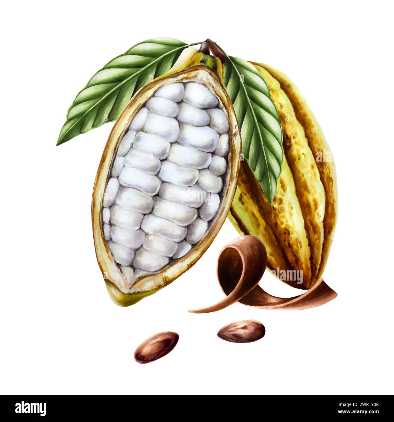 Cacao beens hi-res stock photography and images - Alamy