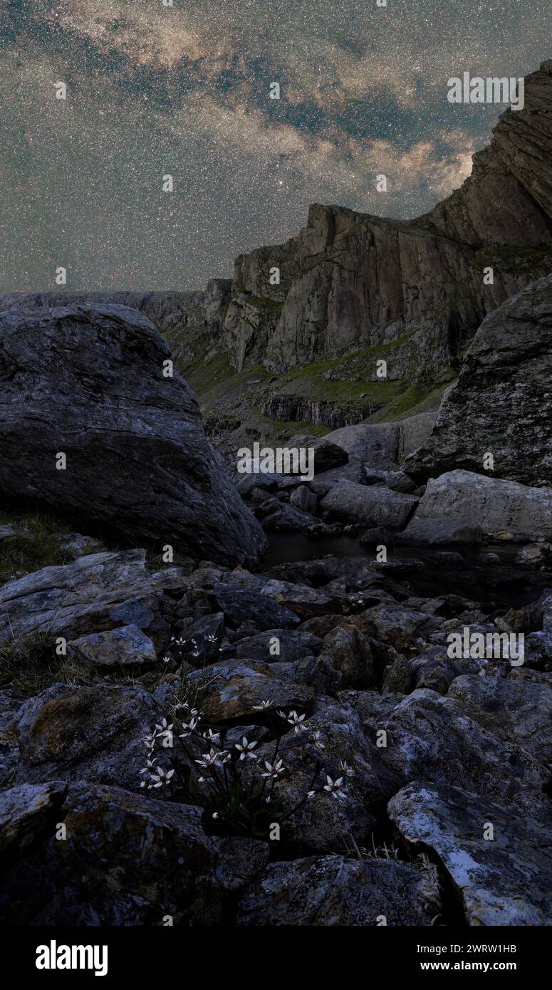 Starry saxifrage below Snowdon cliffs under the night sky Stock Photo ...