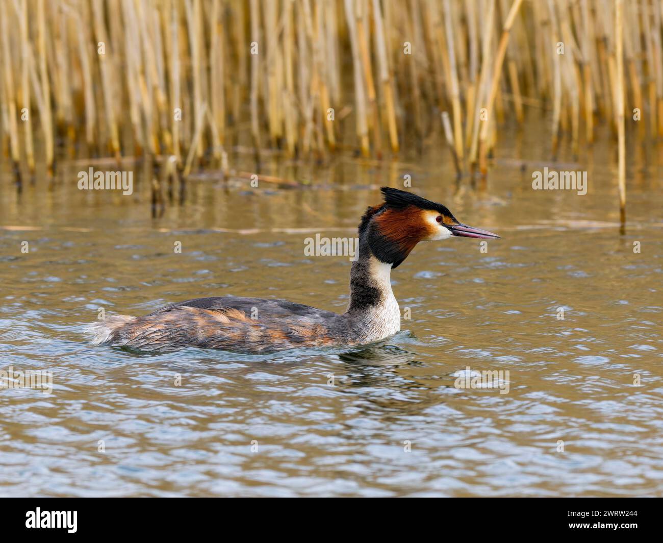 Crested british birds hi-res stock photography and images - Alamy