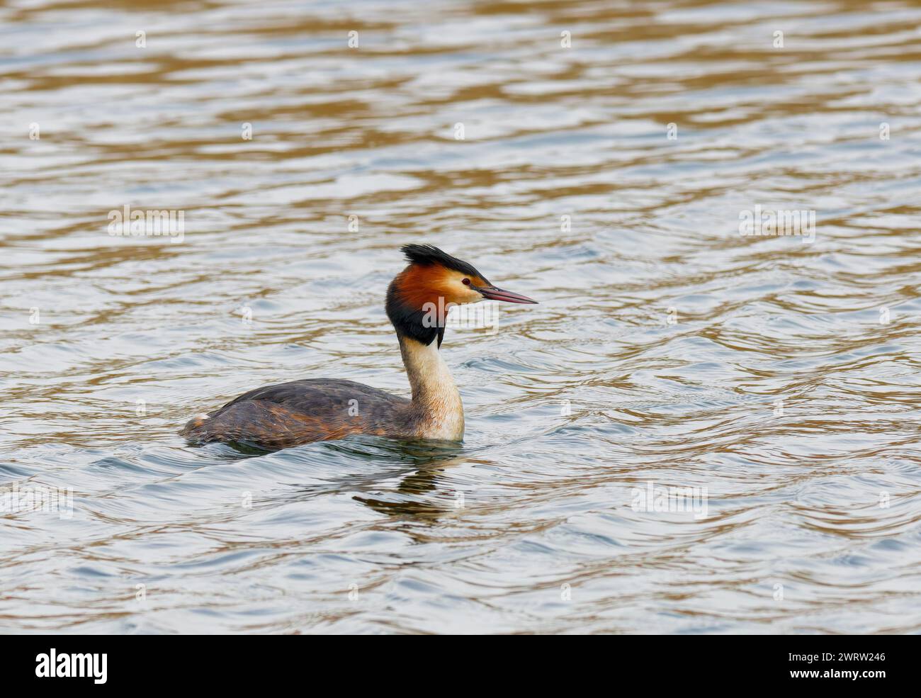 The beautiful Great Crested Grebe, (Podiceps cristatus), on a lake in ...