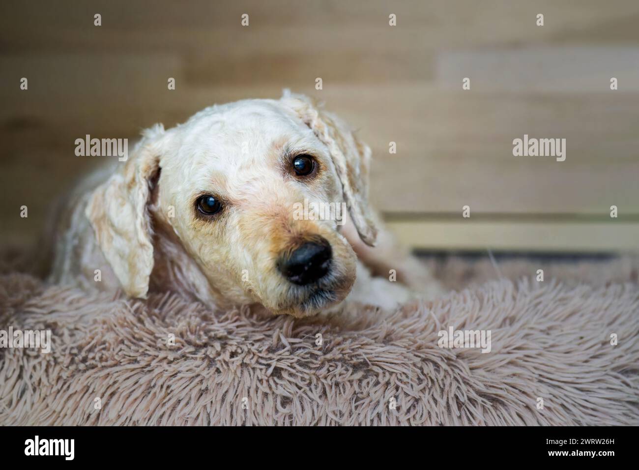A cute male Labradoodle dog, lying on his bed and looking towards the ...