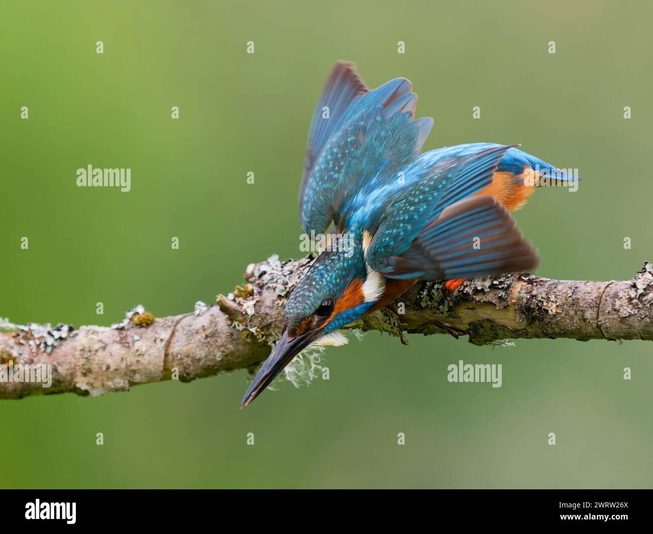 A beautiful Kingfisher, (Alcedo atthis), diving from a lichen covered ...