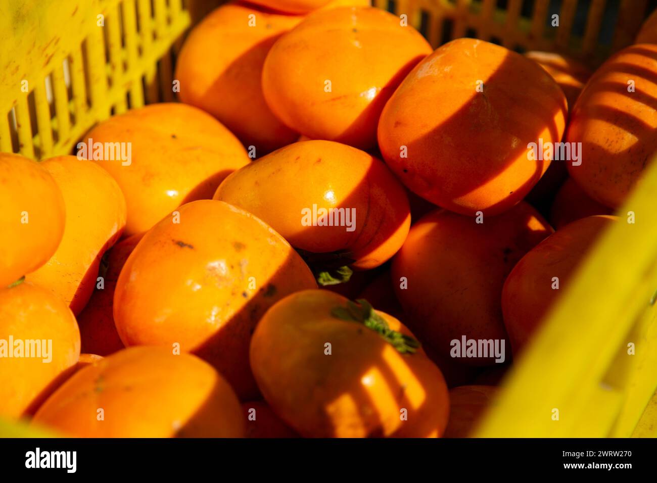 The Japanese persimmon treen. Persimmon (Diospyros kaki) is an ...