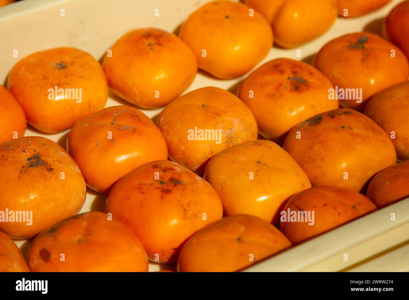 The Japanese persimmon treen. Persimmon (Diospyros kaki) is an ...