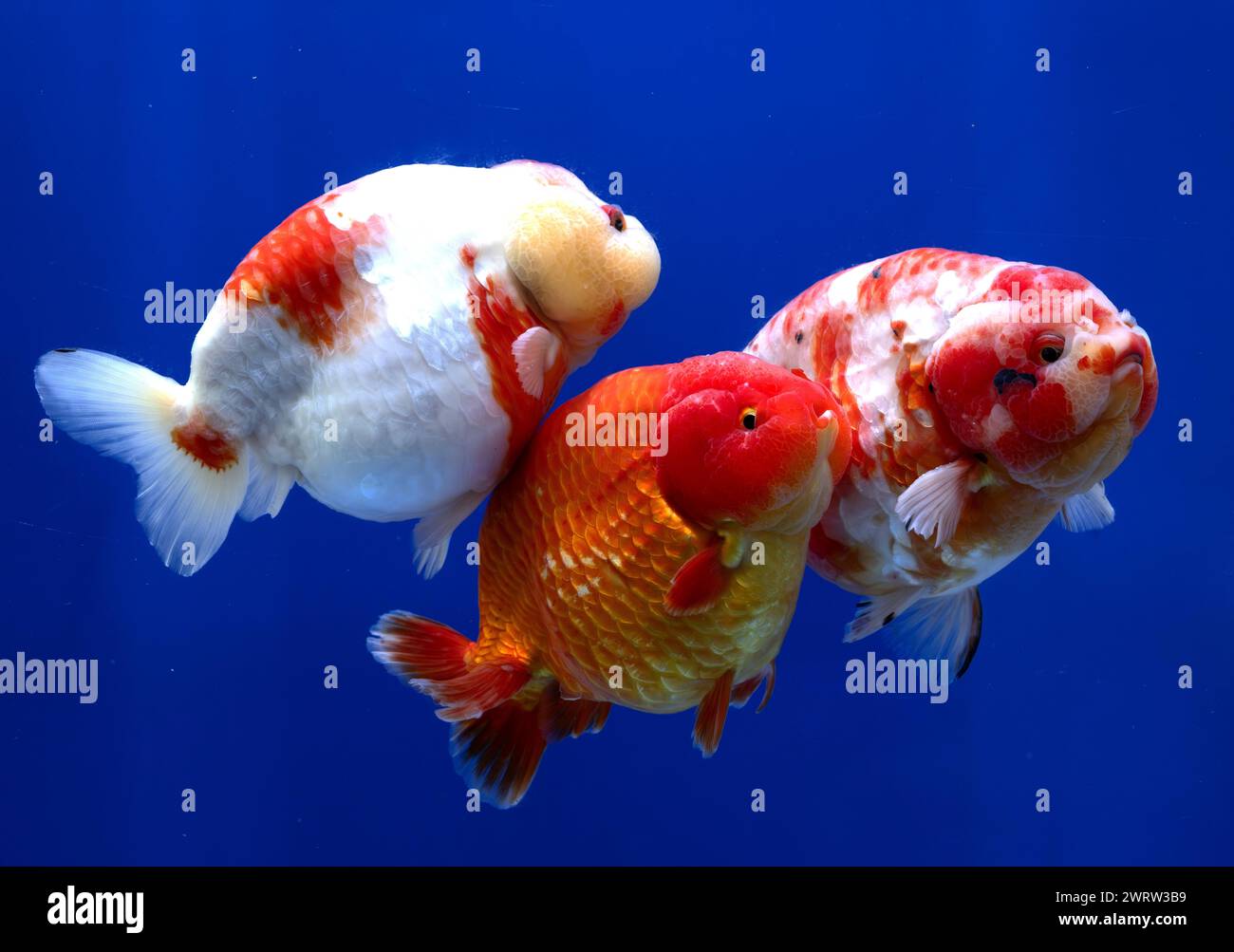 (240314) -- FUZHOU, March 14, 2024 (Xinhua) -- This photo taken on ...