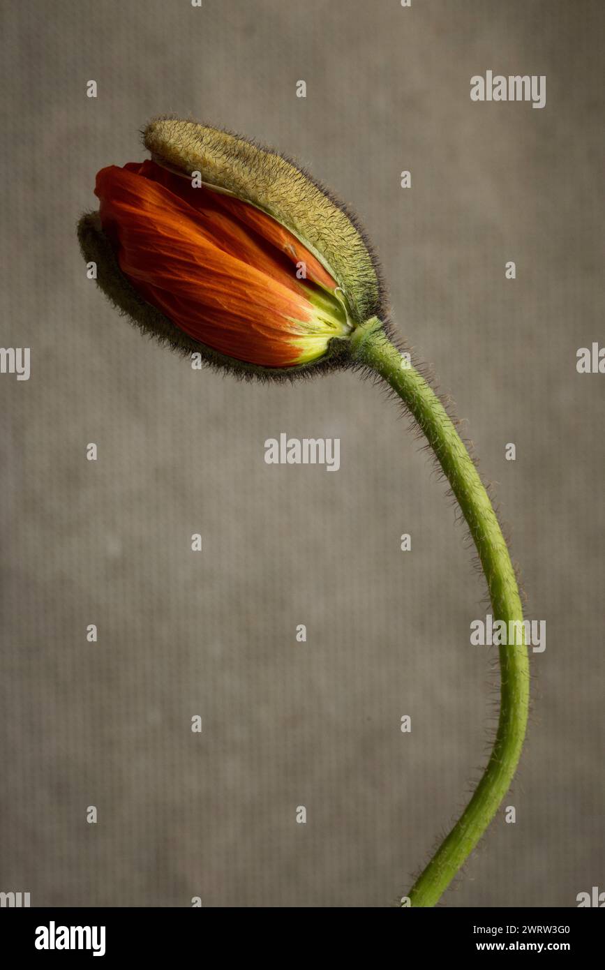 Simple red flower poppy hi-res stock photography and images - Alamy