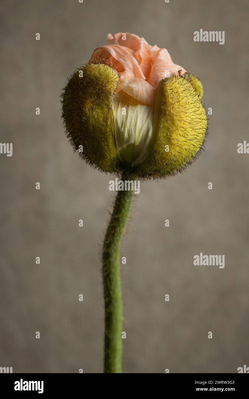 One single Pink Poppy Flower still life against golden background Stock ...