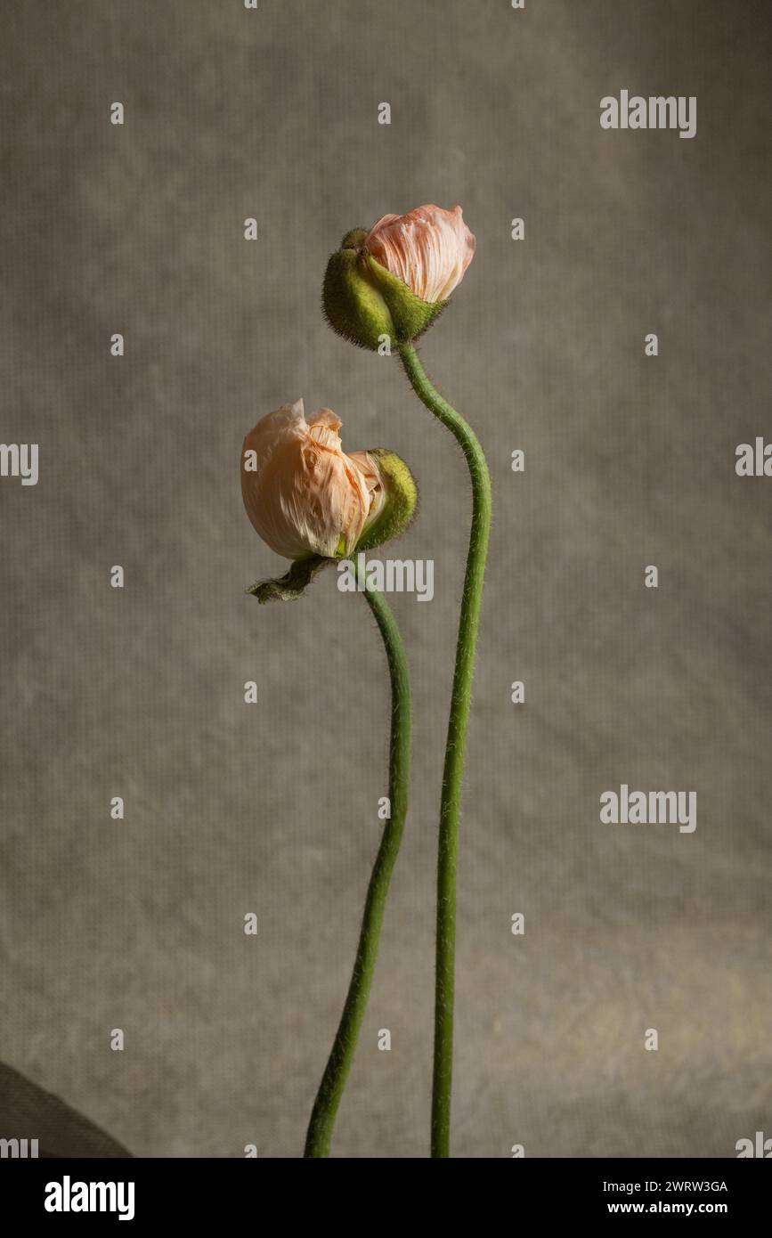 Two Pink Poppy Flowers, still life against golden background Stock ...