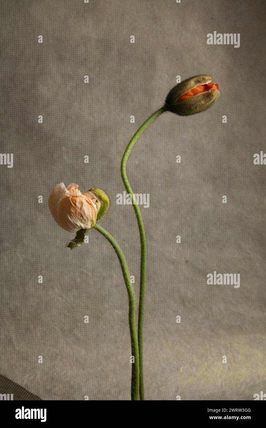 Two poppy flowers hi-res stock photography and images - Alamy