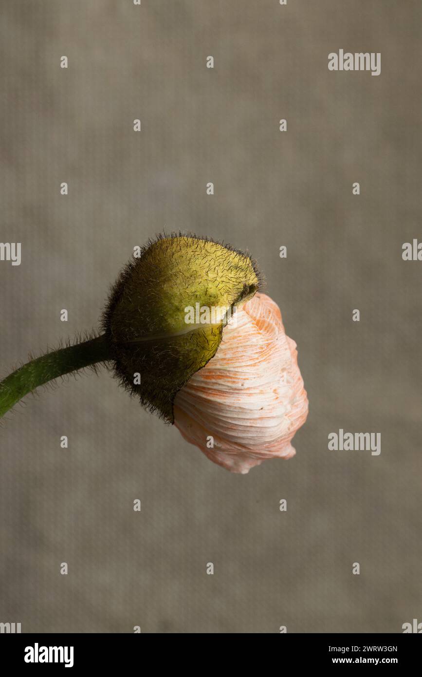 One single Pink Poppy Flower still life against golden background Stock ...