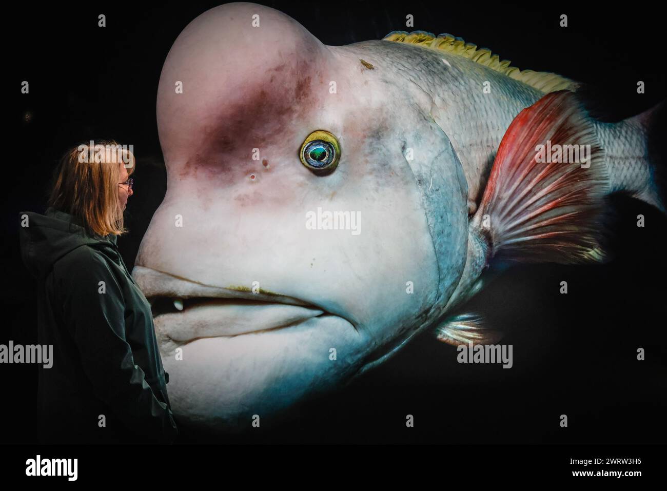 Oberhausen, Germany. 14th Mar 2024. A visitor poses with one of the ...