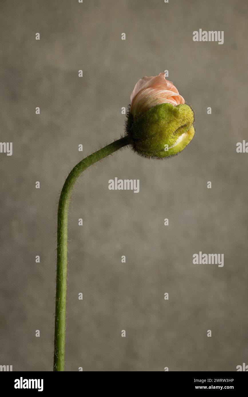 One single Pink Poppy Flower still life against golden background Stock ...