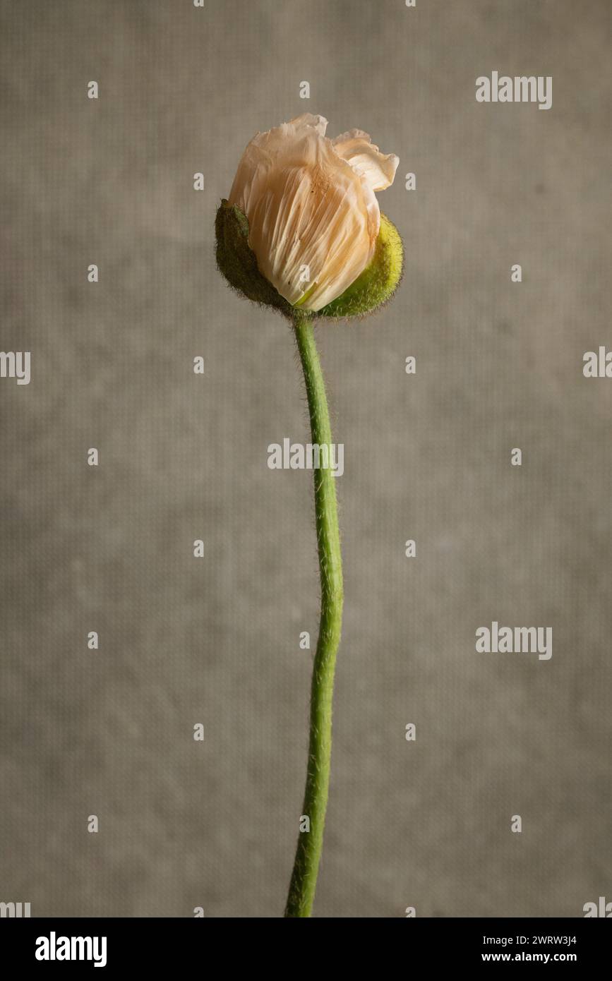 One single Pink Poppy Flower still life against golden background Stock ...