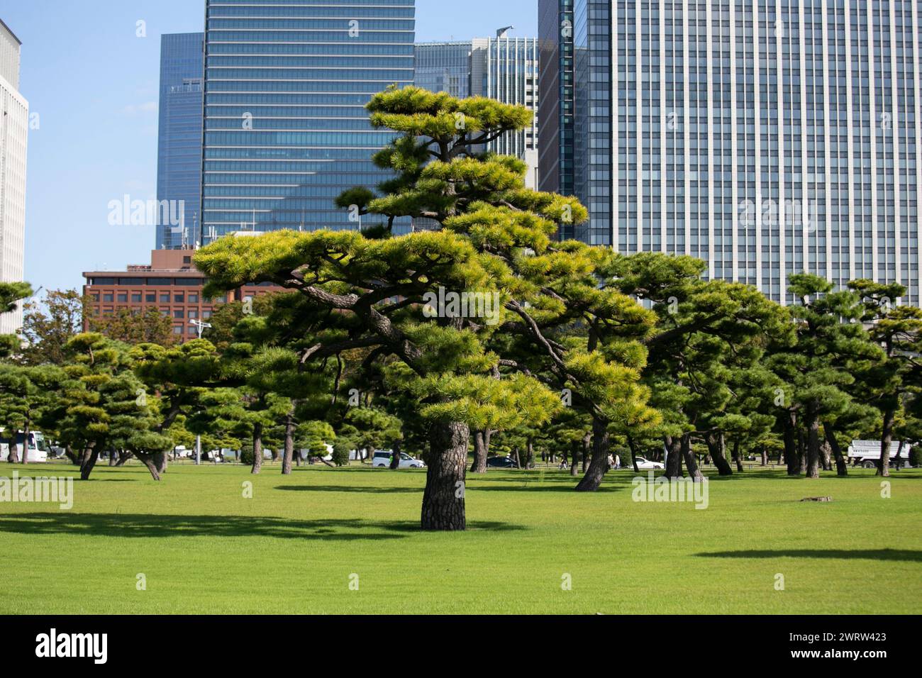 In the Japanese Imperial Palace in Tokyo, Japan, massive stone walls ...