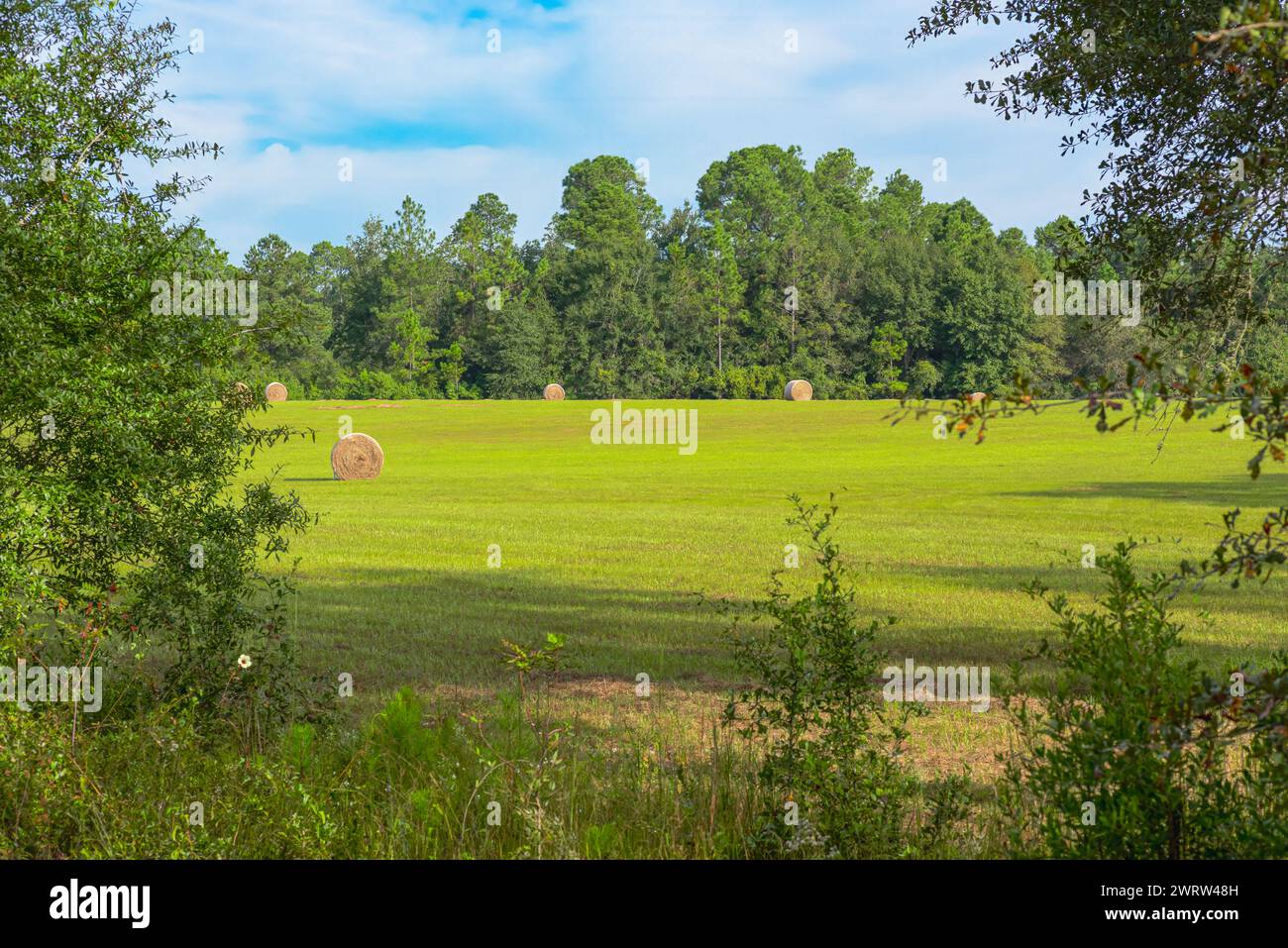 "Nature's bounty: A picturesque landscape unfolds as rolls of hay adorn ...