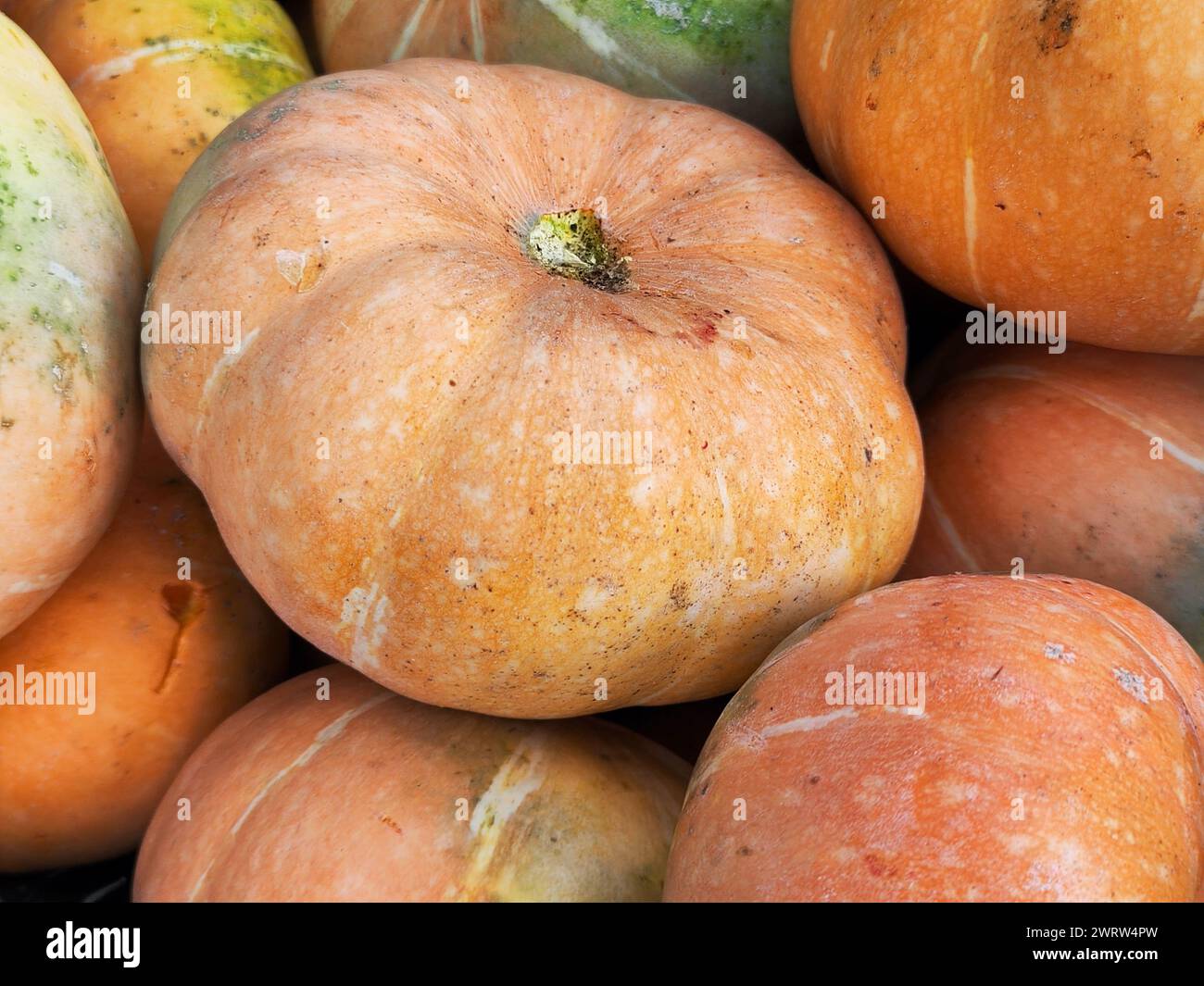 Assorted pumpkins and vegetables displayed at market Stock Photo - Alamy