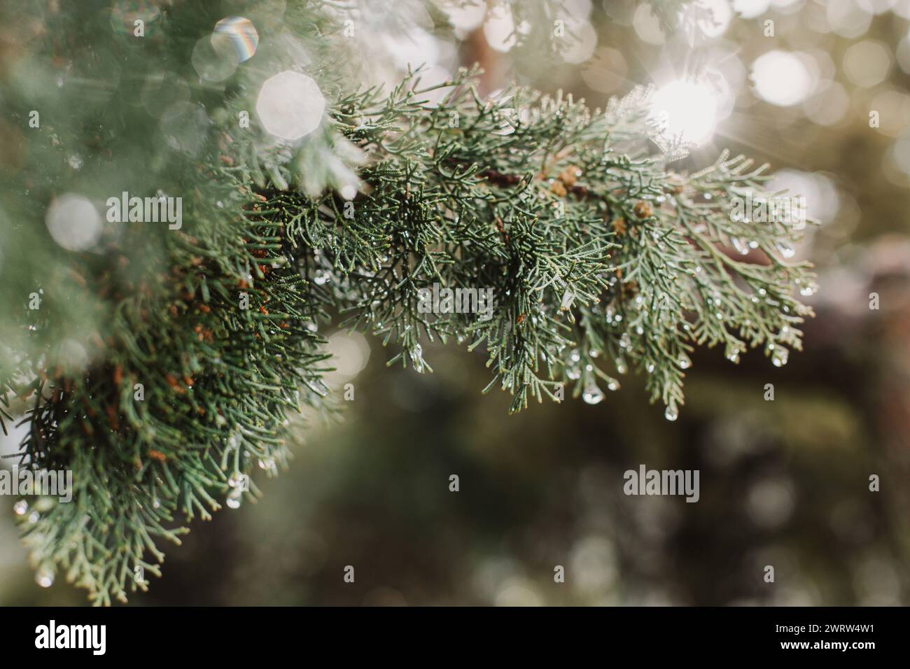 Raindrops on a fluffy fresh branches of cypress tree. Close-up ...