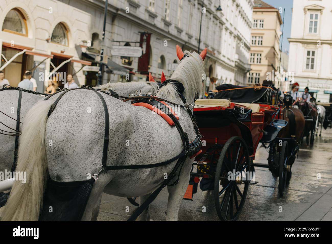 White horses harnessed to a carriage on the street of Vienna. Close-up ...