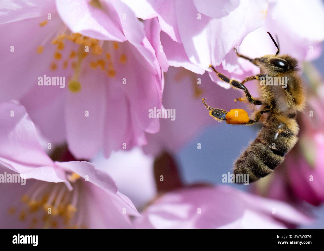 14 March 2024, Bavaria, Munich: A bee collects pollen from a cherry ...