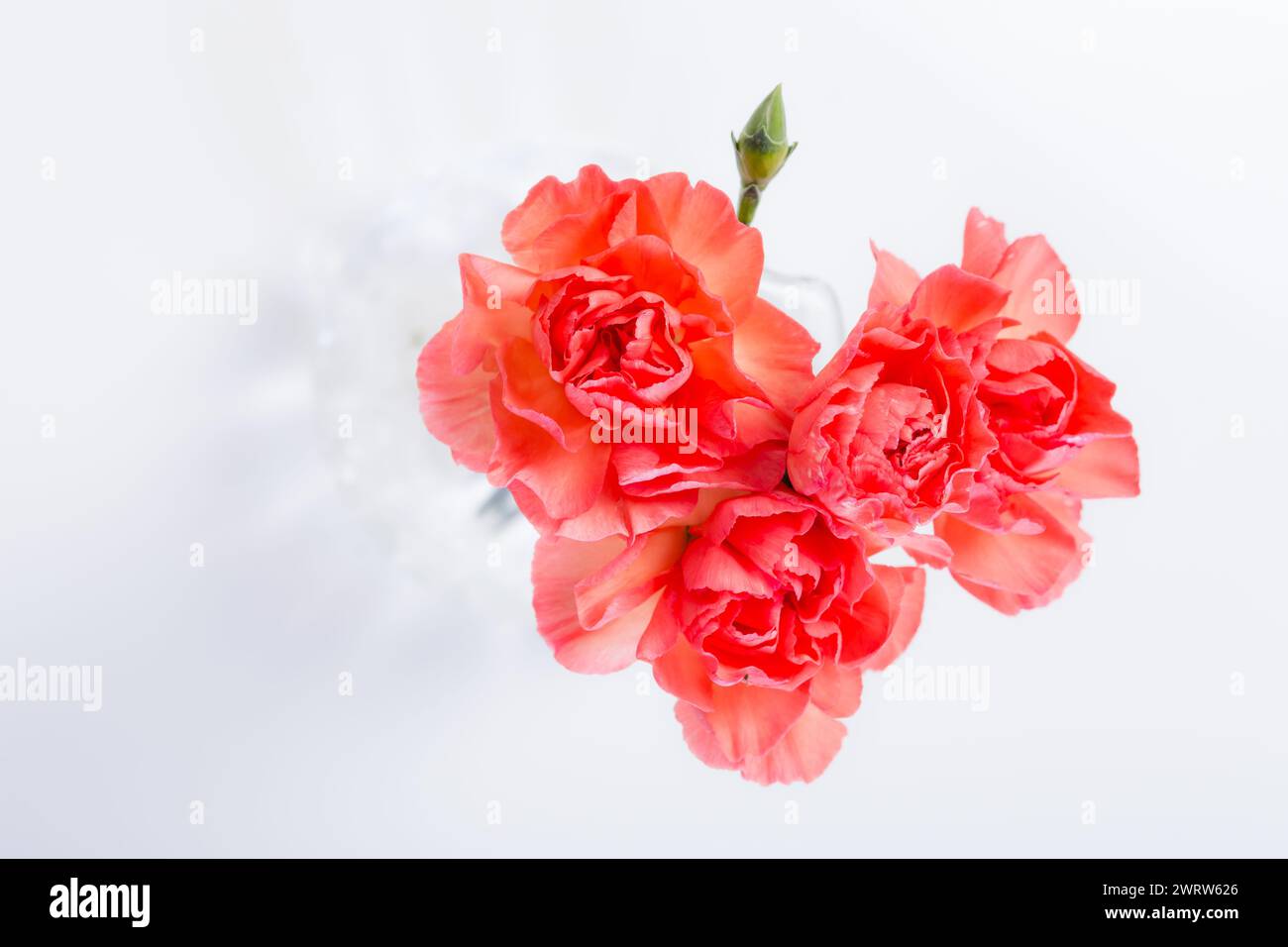 Red carnation carnations isolated hi-res stock photography and images ...