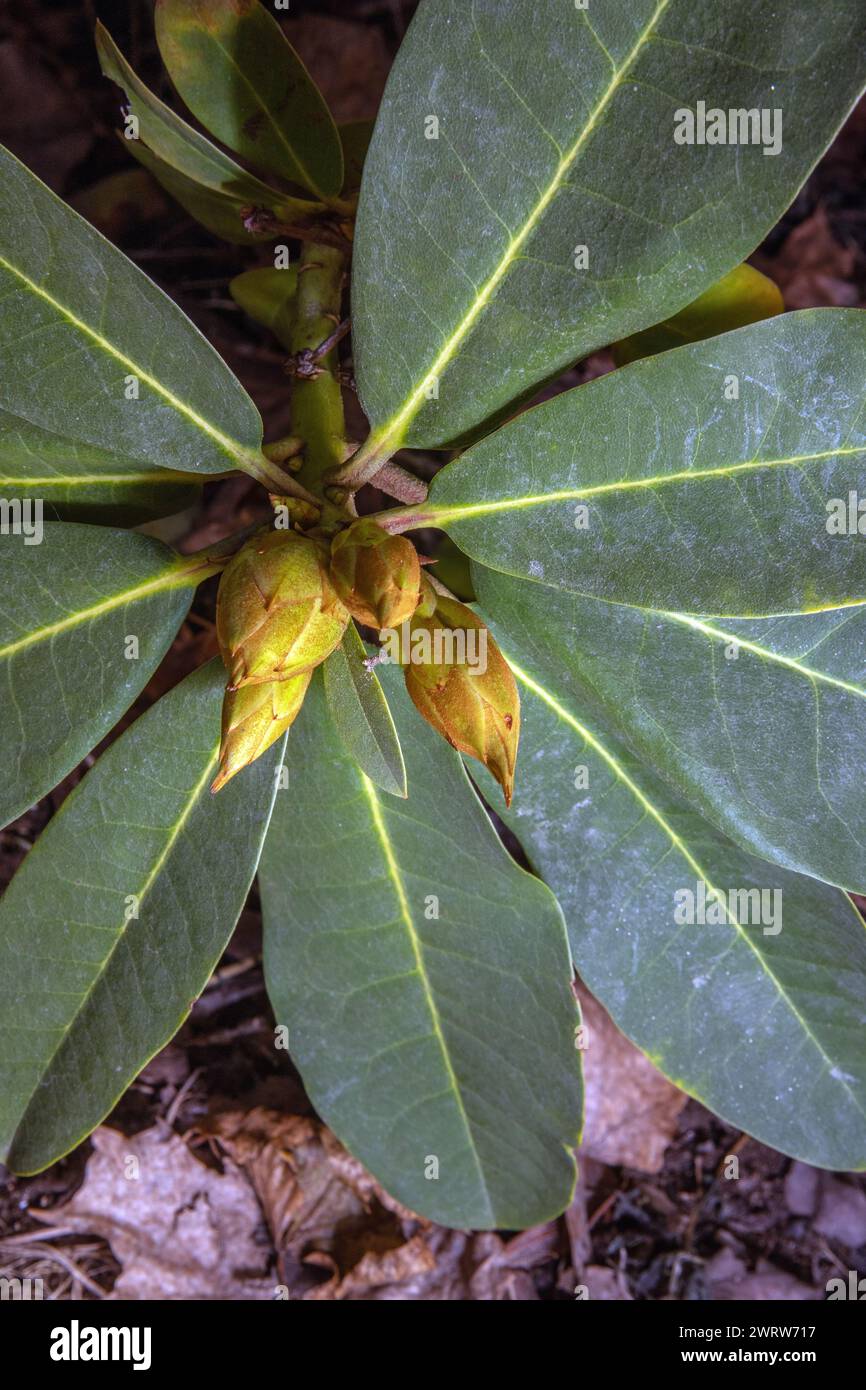 Bud of rhododendron before blooming at the beginning of spring Stock ...