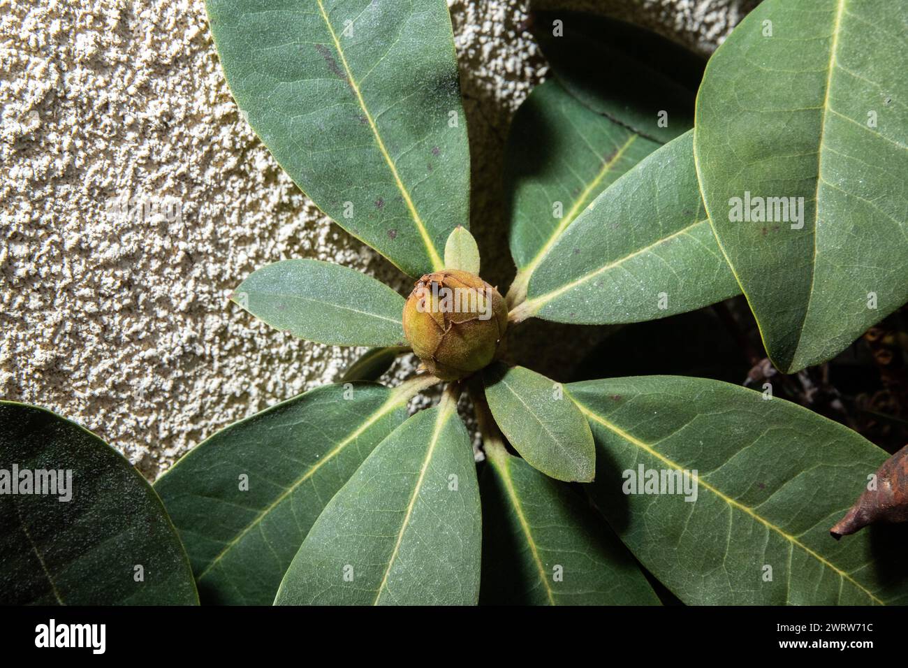 Bud of rhododendron before blooming at the beginning of spring Stock ...