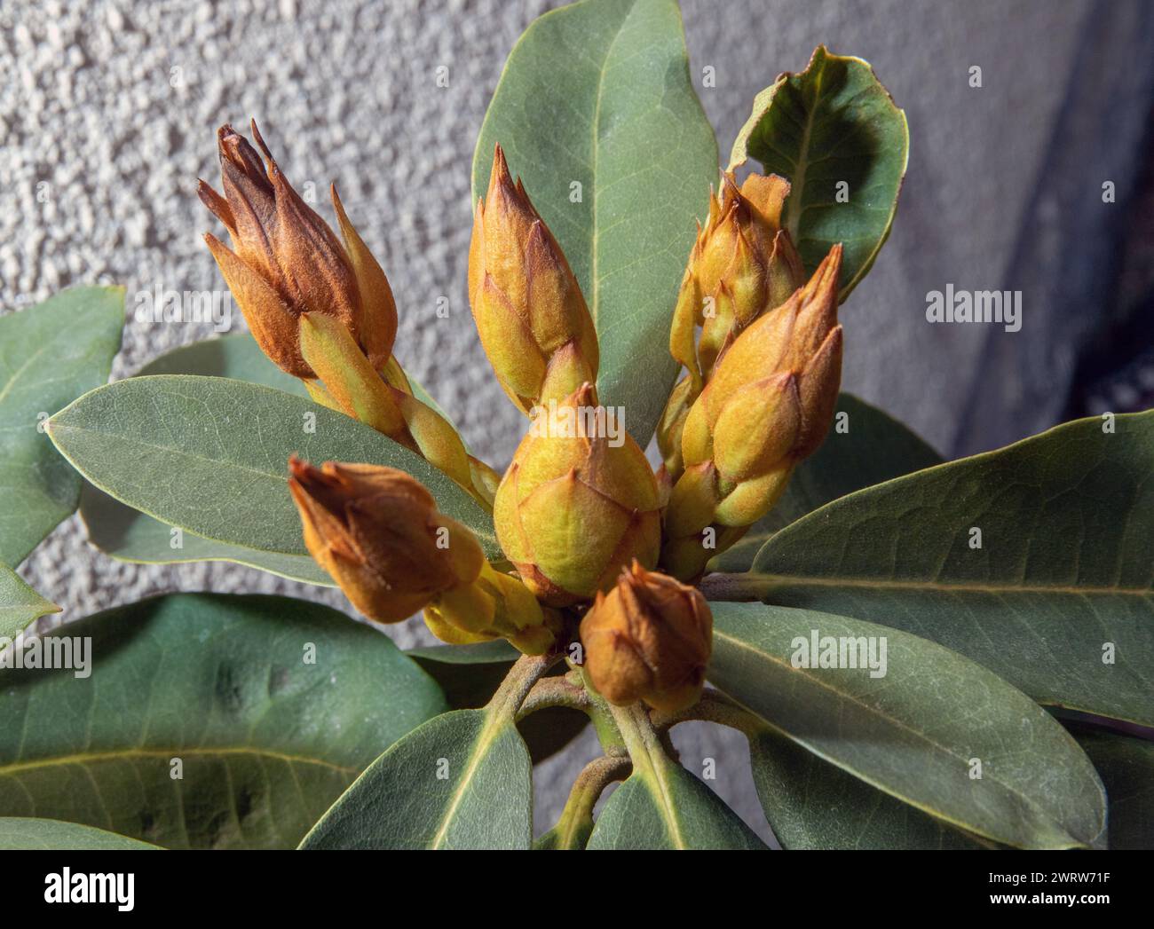 Bud of rhododendron before blooming at the beginning of spring Stock ...