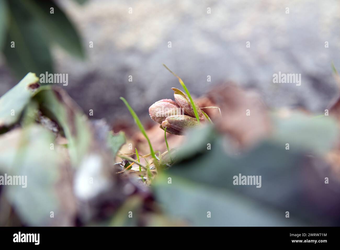 Buds of christmas roses in the spring of 2024 (Helleborus niger Stock ...
