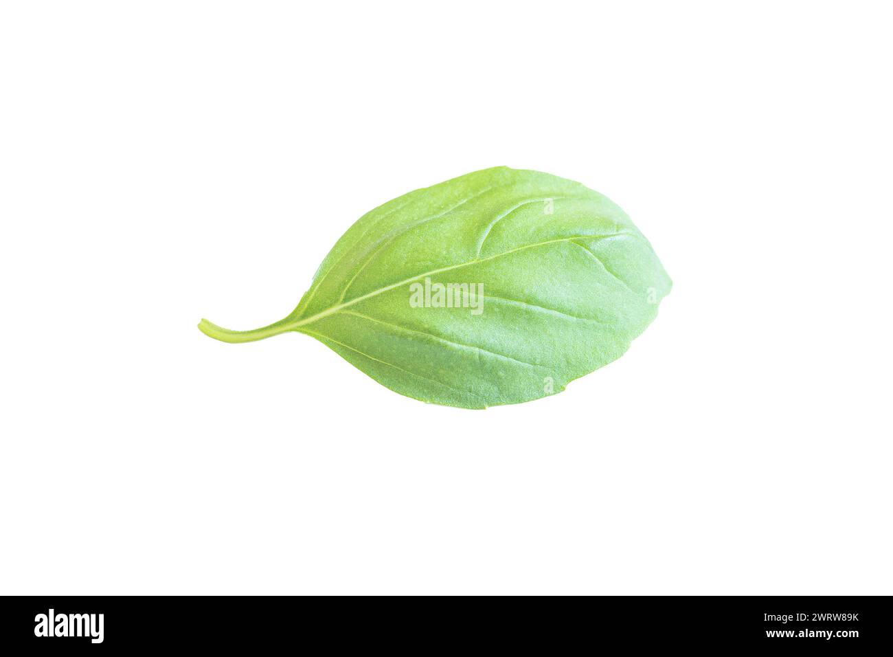 Ocimum basilicum single plant Cut Out Stock Images & Pictures - Alamy