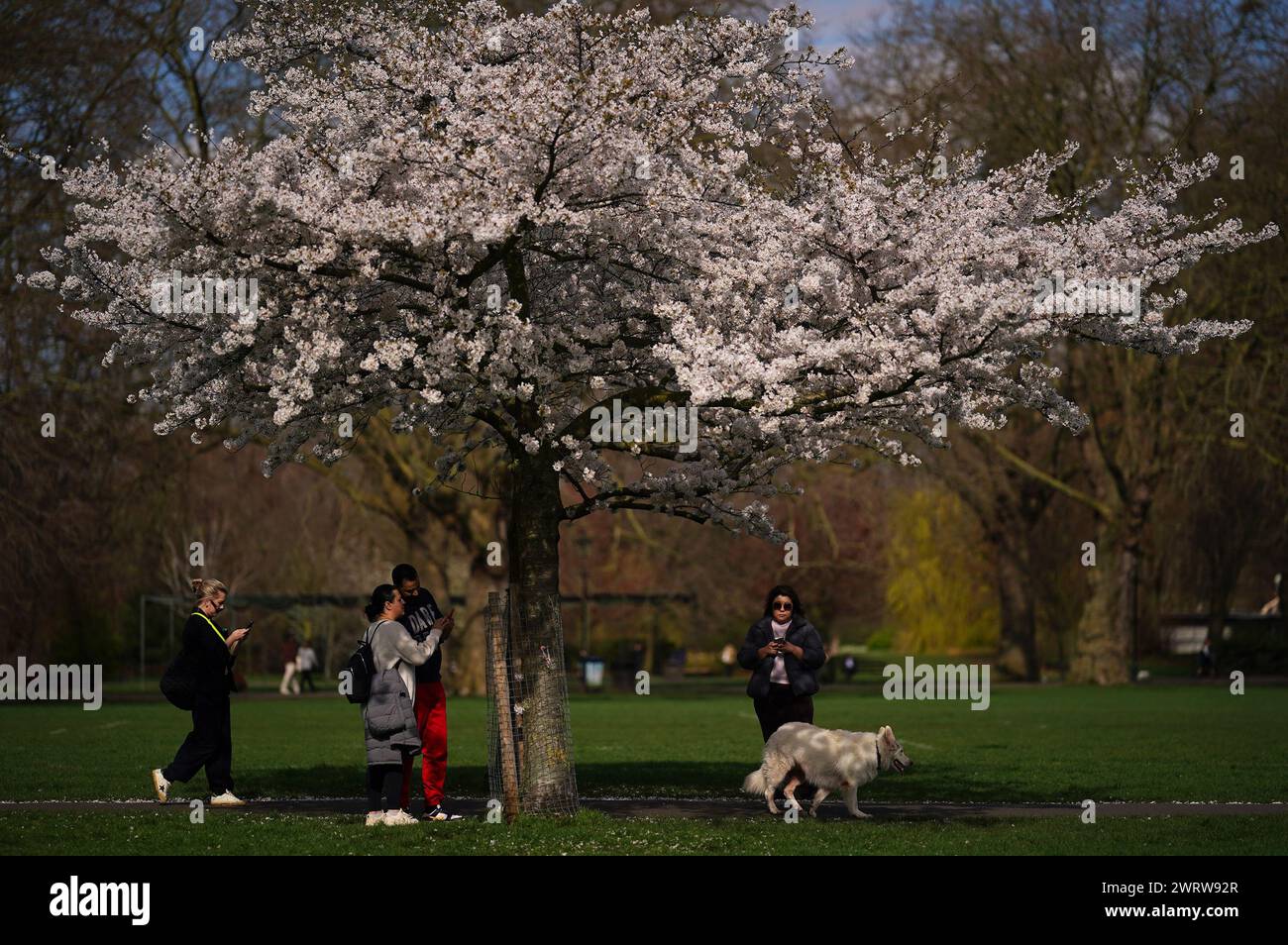 People walking under cherry blossom trees on a warm spring day in Battersea Park, London ...