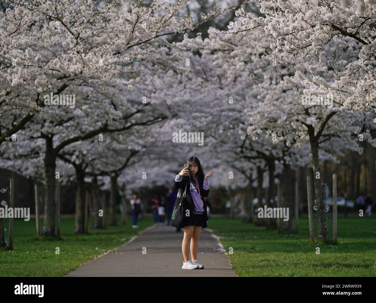 A woman taking photos of the cherry blossom trees on a warm spring day in Battersea Park, London ...