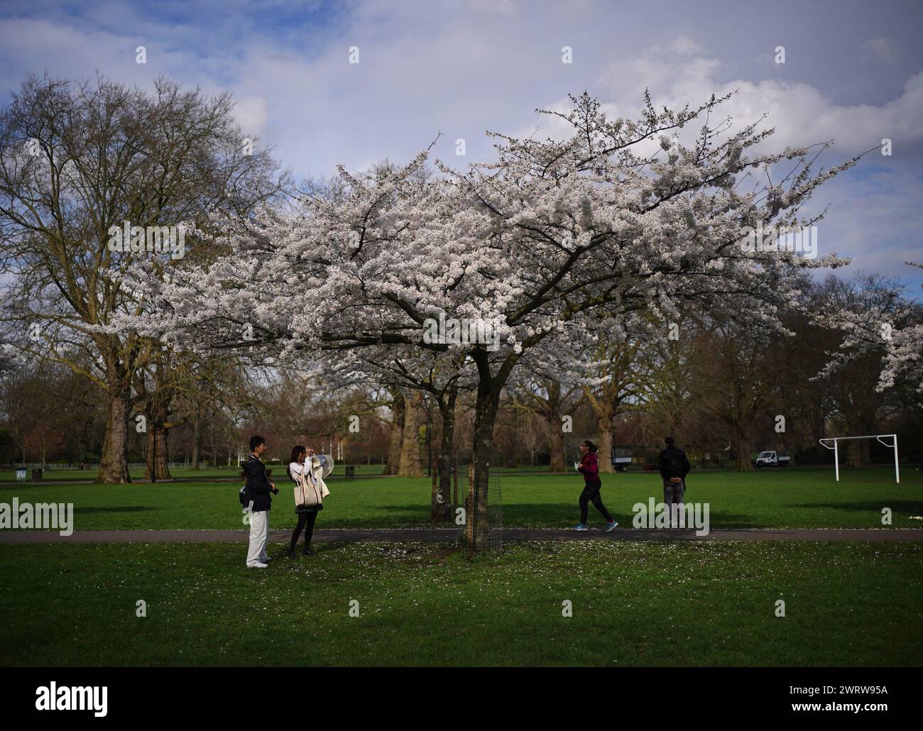 People taking photos of the cherry blossom trees on a warm spring day in Battersea Park, London ...