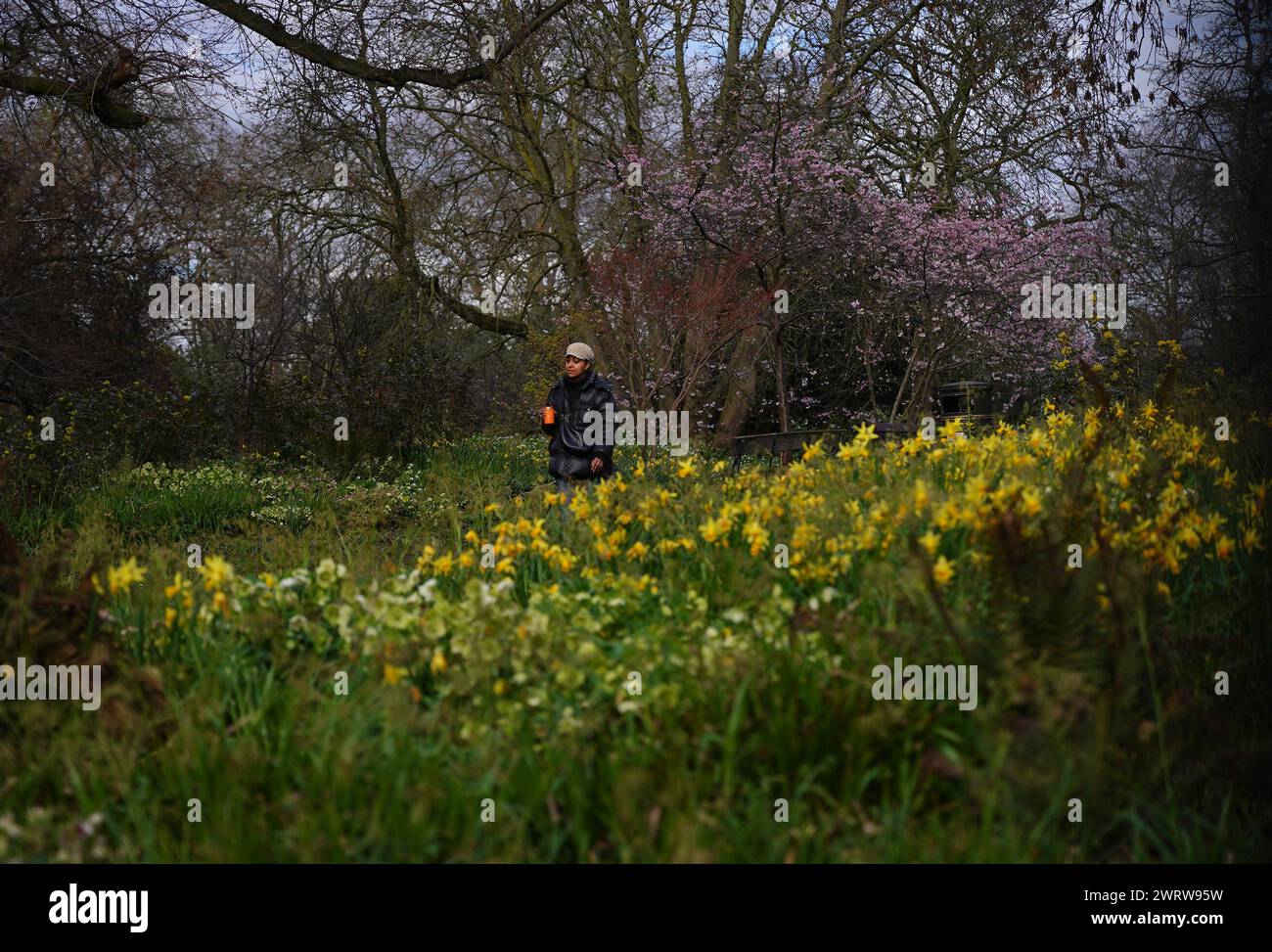 A woman walking past a bed of daffodils on a warm spring day in ...