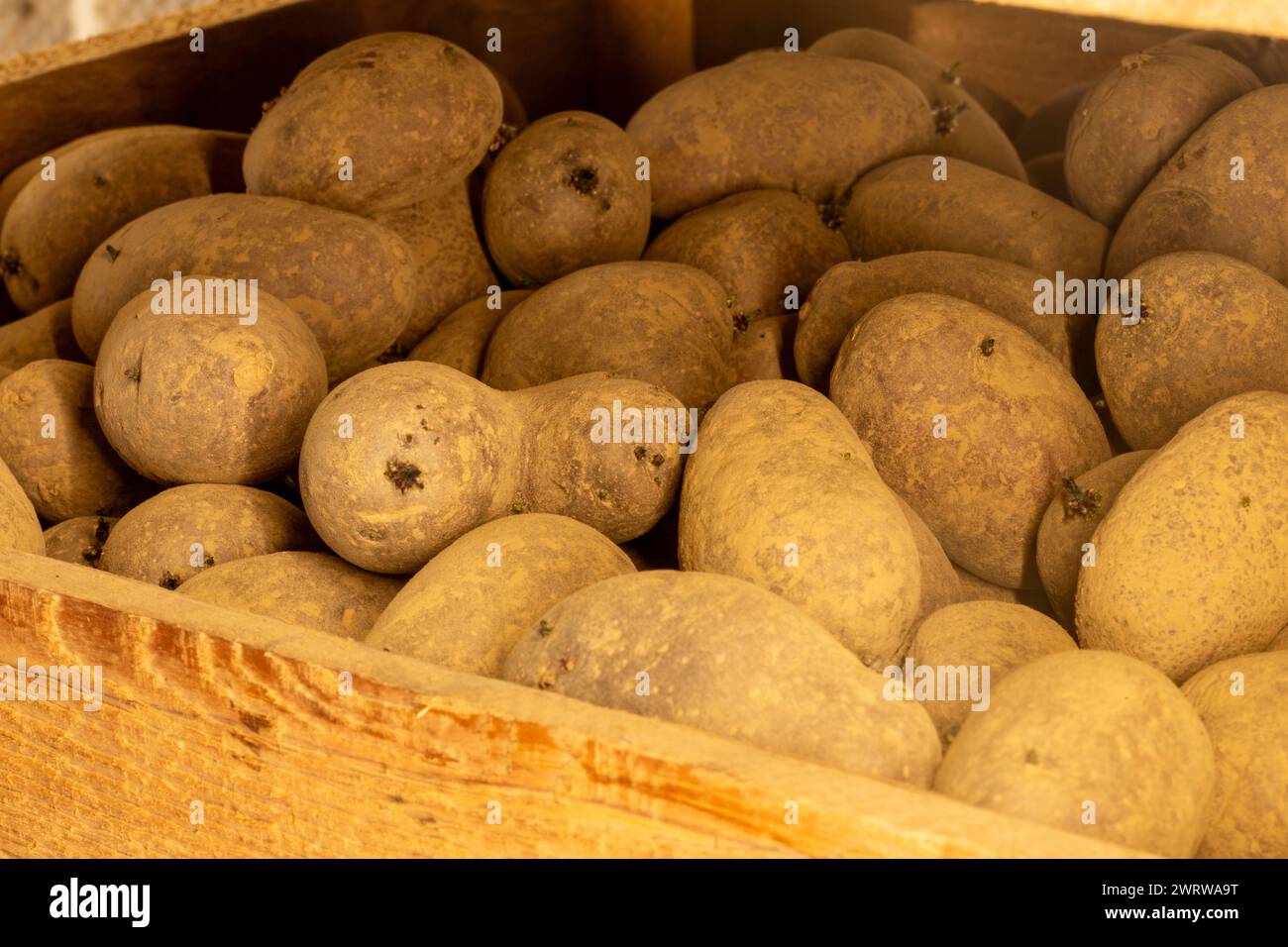 Pre-sprouted early potatoes stored in boxes (seed potatoes Stock Photo ...