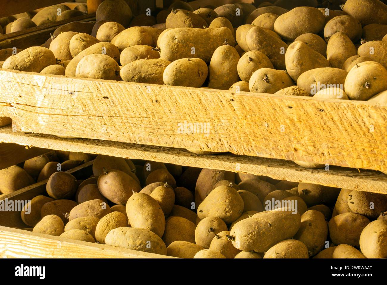 Pre-sprouted early potatoes stored in boxes (seed potatoes Stock Photo ...
