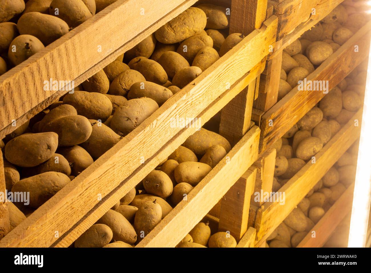 Pre-sprouted early potatoes stored in boxes (seed potatoes Stock Photo ...