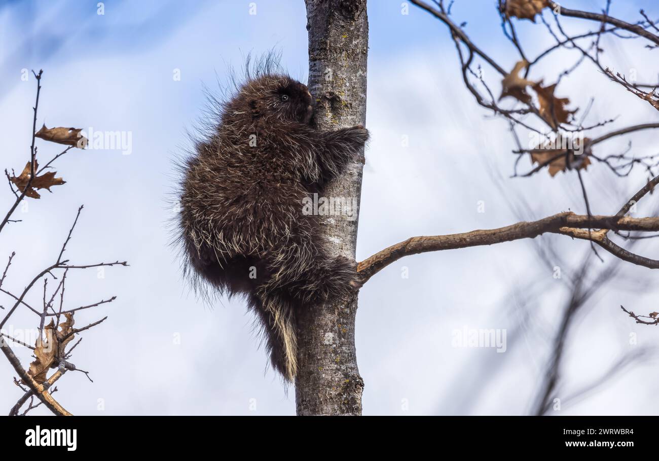 North american porcupine eating bark while climbing in tree hi-res ...