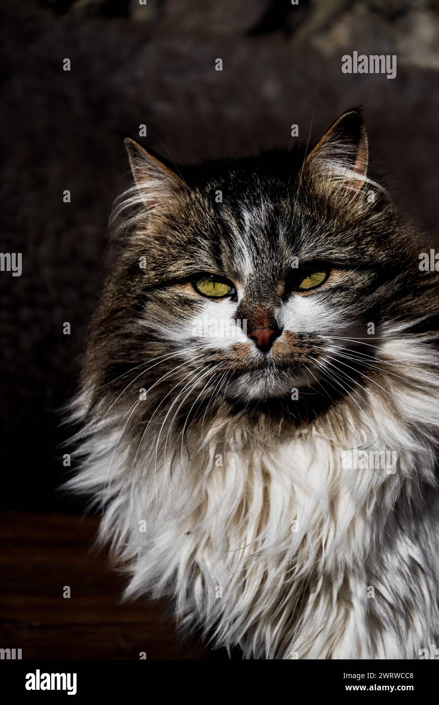 Beautiful grey cat outside on the bench Stock Photo - Alamy