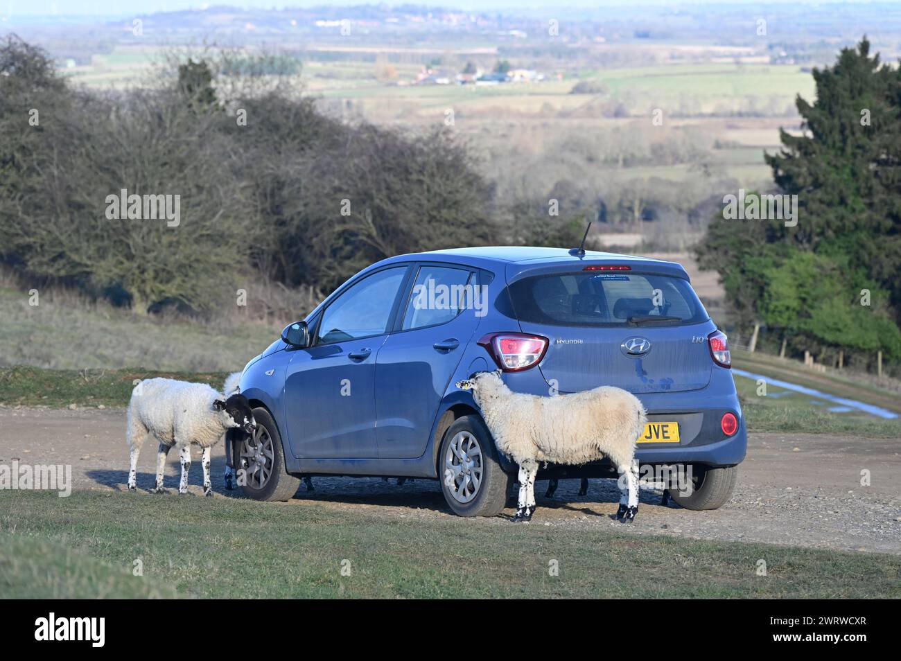 Car park sheep hi-res stock photography and images - Alamy
