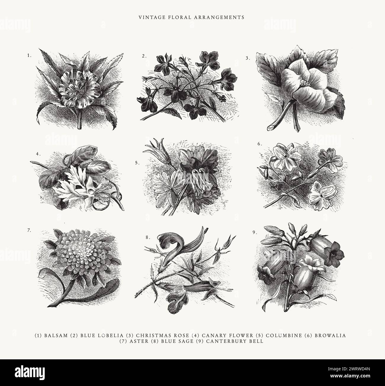 Vintage flower drawings hi-res stock photography and images - Alamy